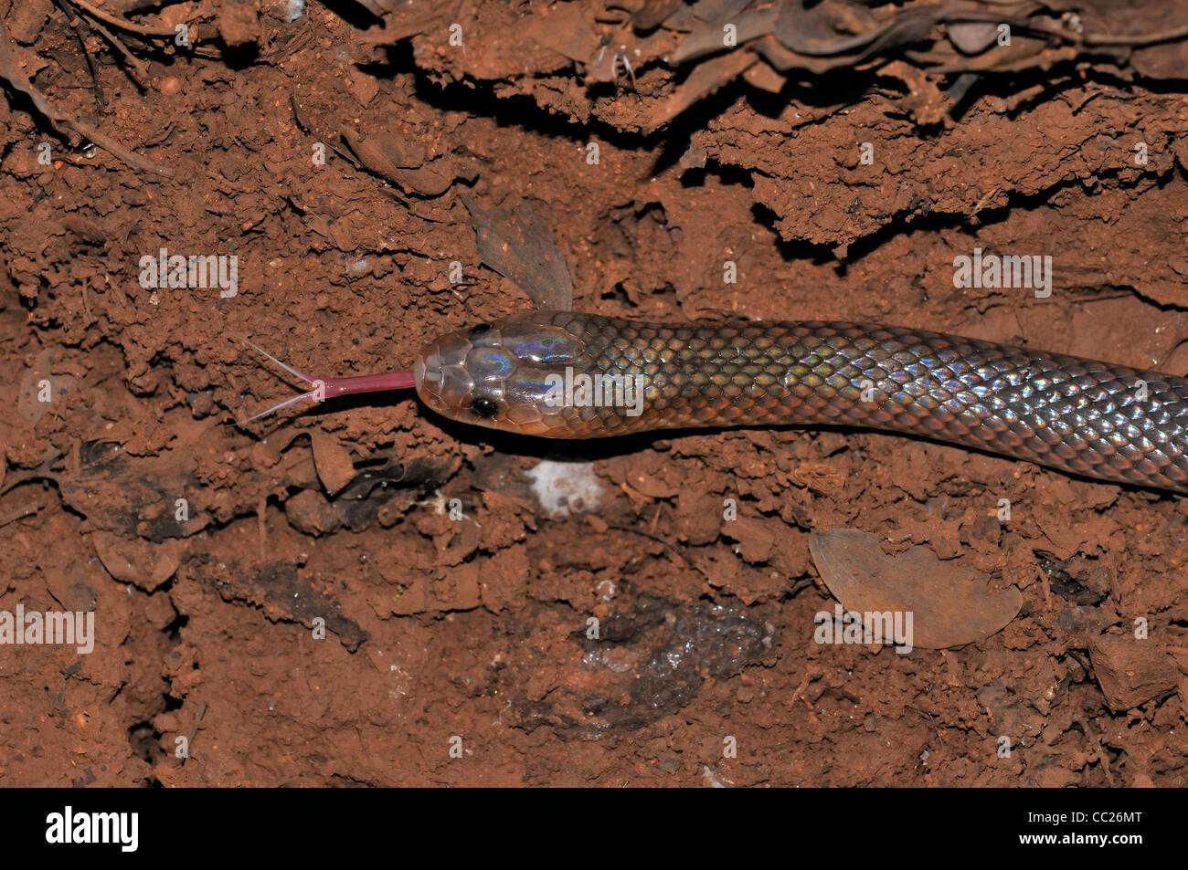 Carpentaria snake - Cryptophis boschmai Stock Photo - Alamy