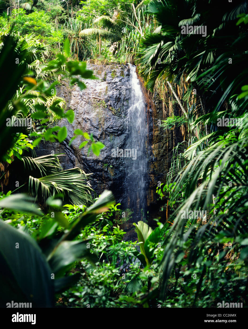 Waterfall, Vallée de Mai, nature reserve park, Praslin island ...