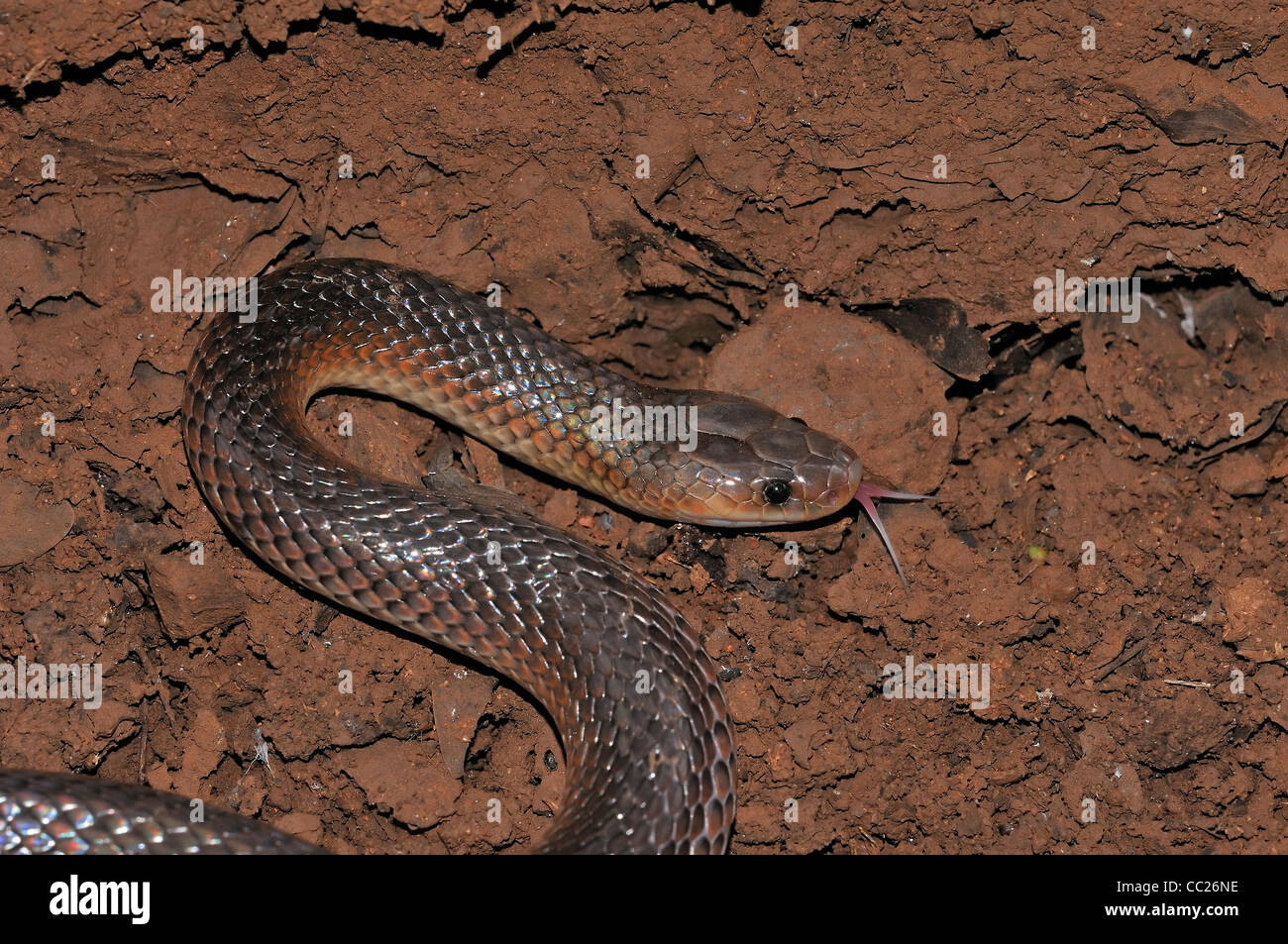 Carpentaria snake - Cryptophis boschmai Stock Photo - Alamy
