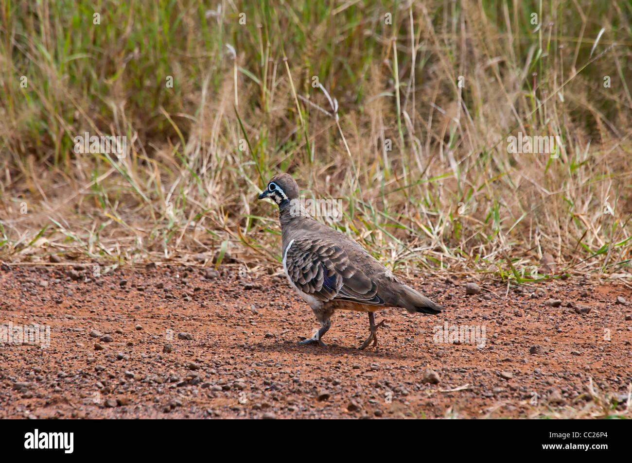 Australian squatter hi-res stock photography and images - Alamy