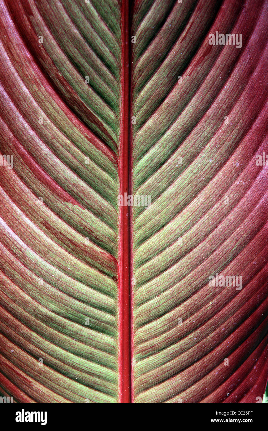 Detailed texture hi-res stock photography and images - Alamy