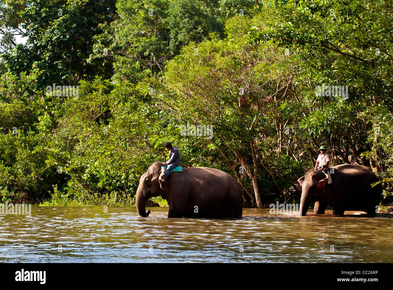 Elephants, River, Waterfall High Resolution Stock Photography and ...