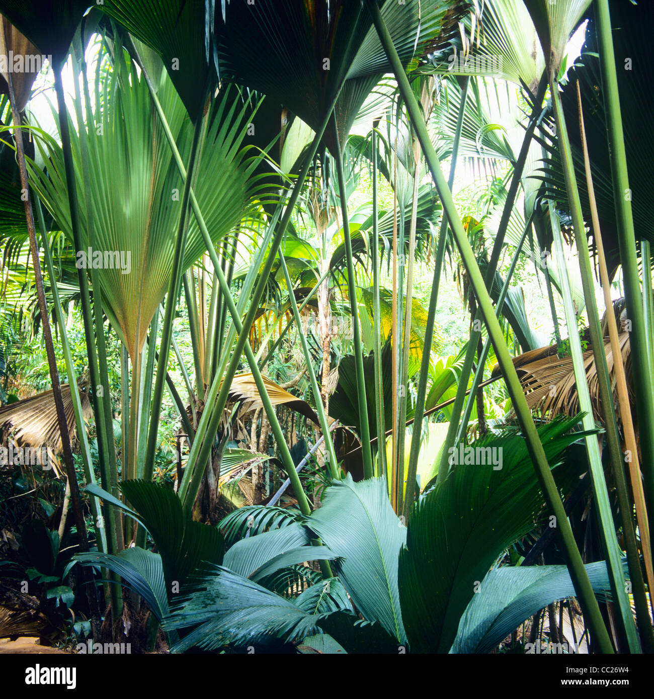 Vallée de Mai, nature reserve park, Praslin island, Seychelles Stock ...