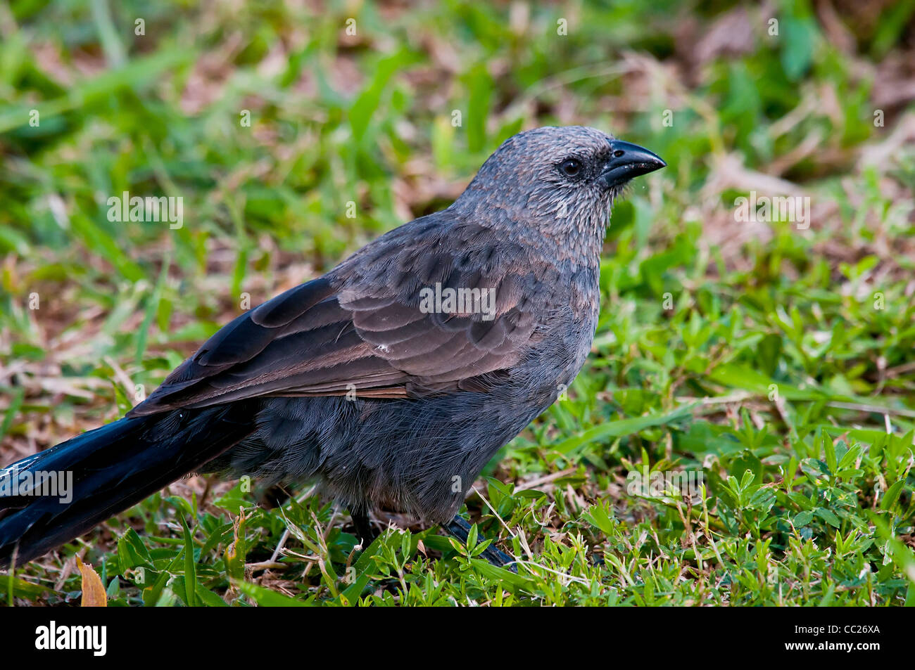 Apostlebird (Struthidea cinerea Stock Photo - Alamy