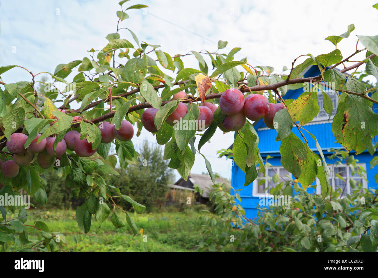 plum on branch Stock Photo - Alamy