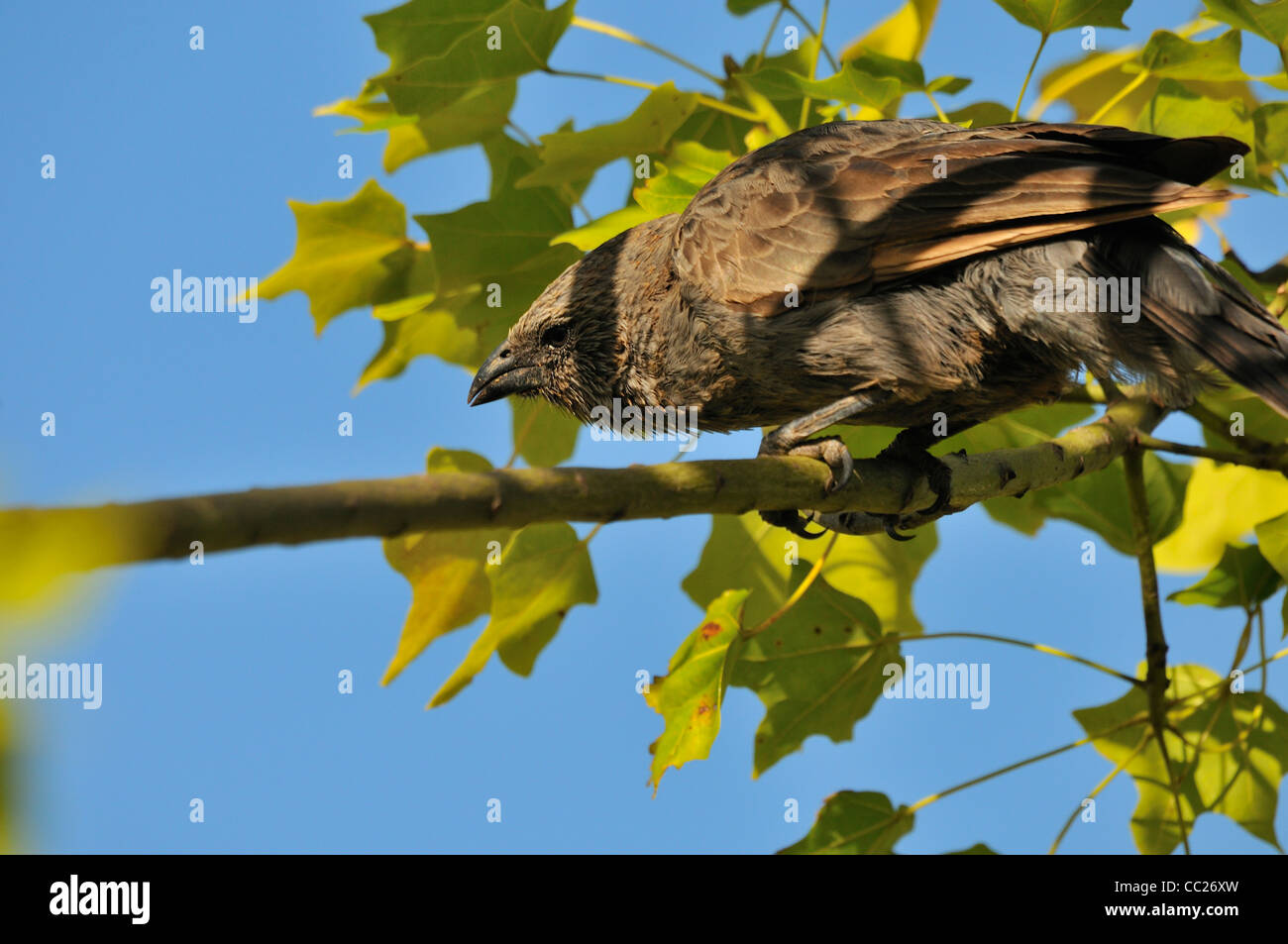 Apostlebird (Struthidea cinerea Stock Photo - Alamy