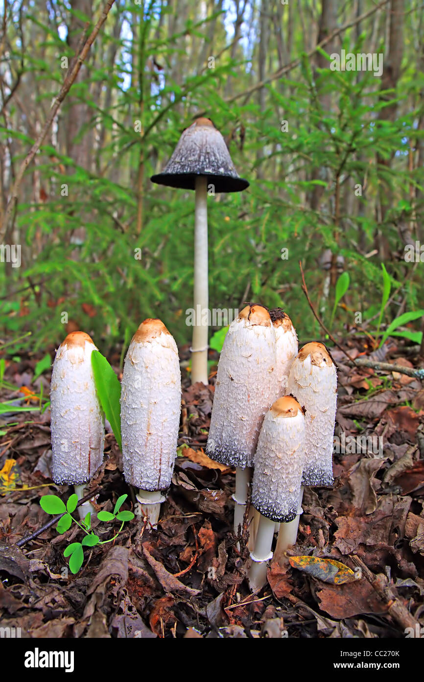 group toadstool on wood background Stock Photo - Alamy
