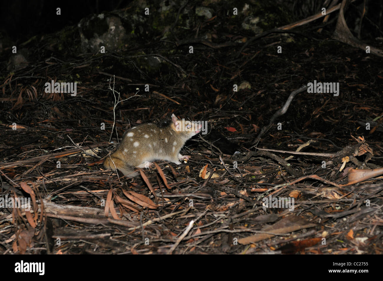 eastern quoll, Dasyurus viverrinus, Tasmania Stock Photo - Alamy