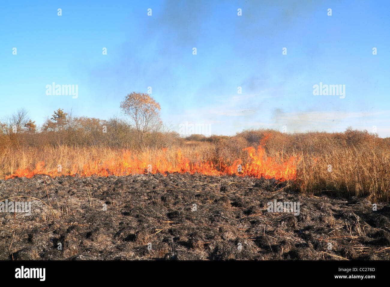 fire in dry herb Stock Photo - Alamy
