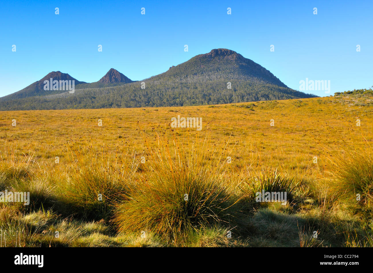 button grass plains, tasmania, australia Stock Photo - Alamy