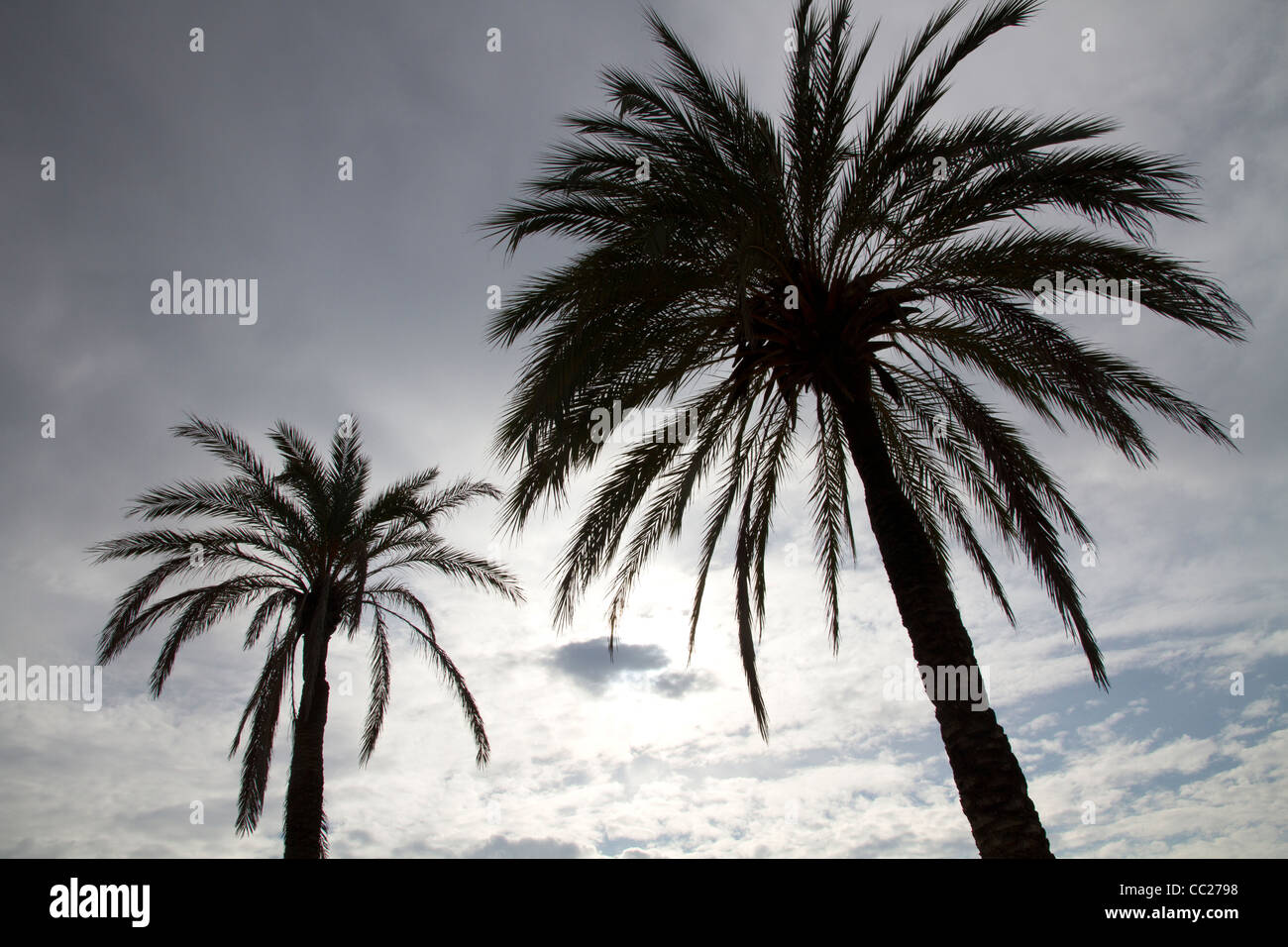 Palms trees on sky Majorca Balearic Spain Stock Photo - Alamy