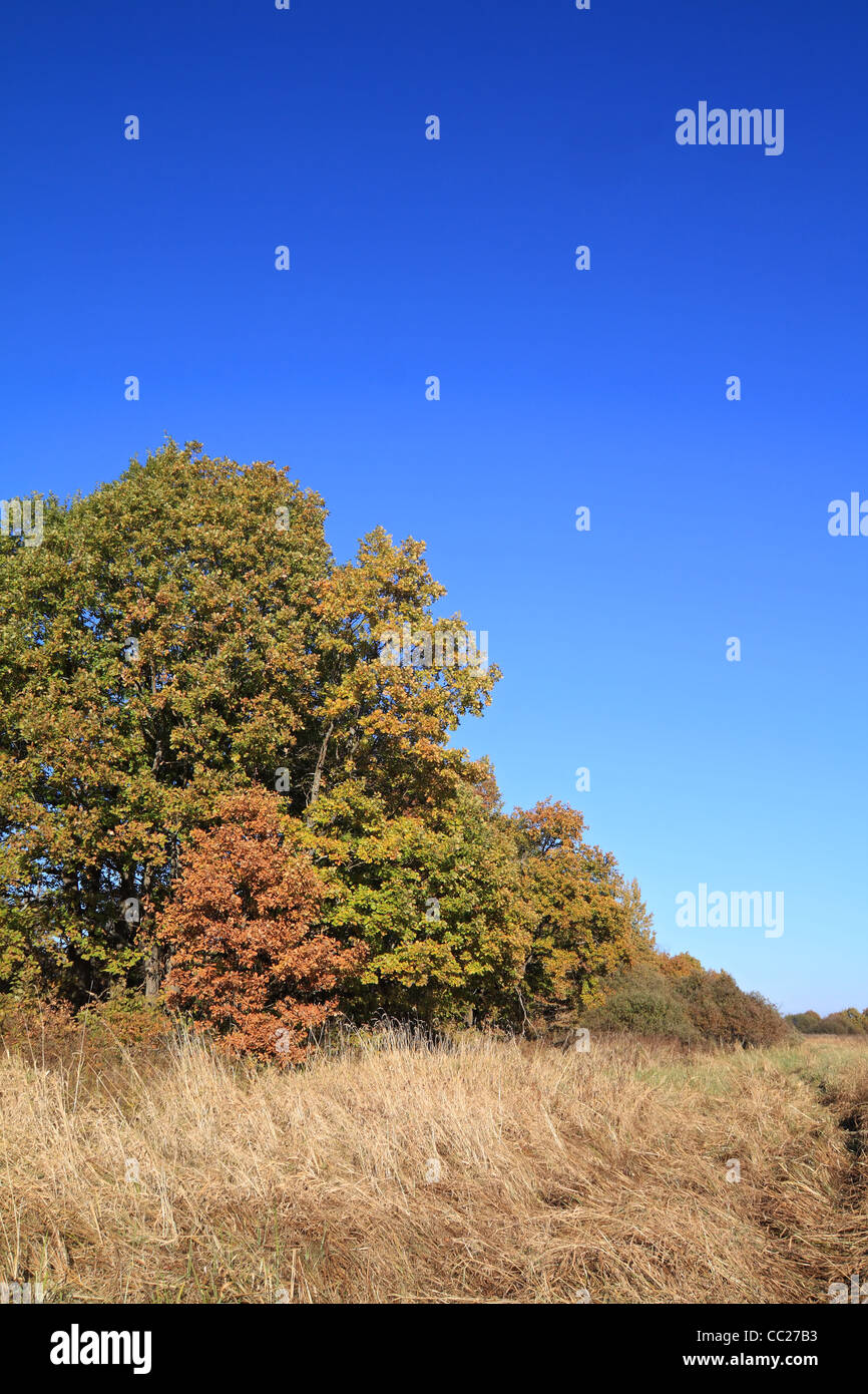 Oak copse hi-res stock photography and images - Alamy