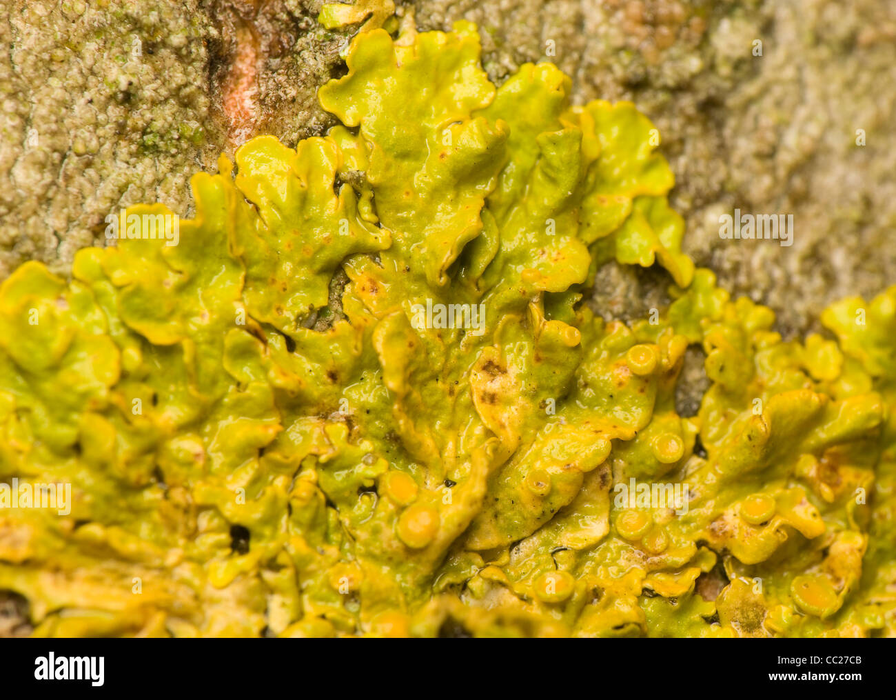 Xanthoria polycarpa hi-res stock photography and images - Alamy