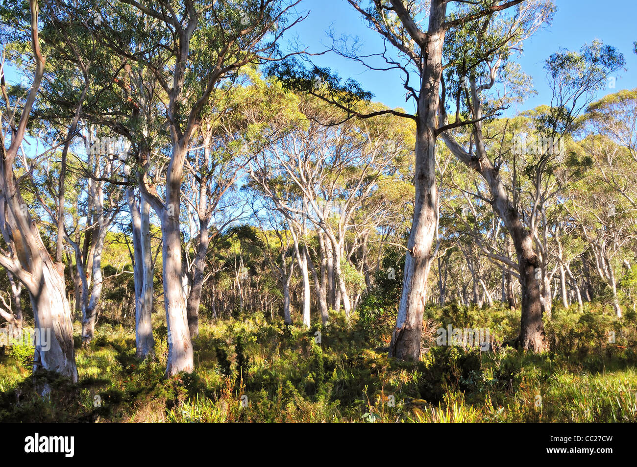Tasmanian rainforest hi-res stock photography and images - Alamy