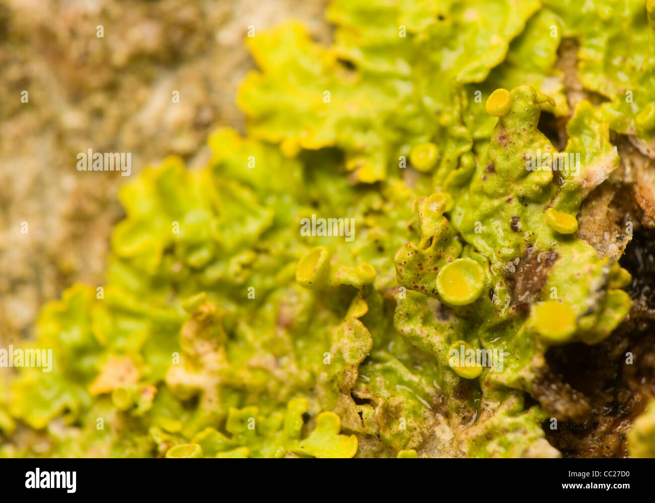 Xanthoria polycarpa hi-res stock photography and images - Alamy
