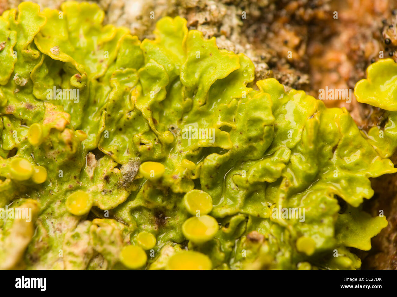 Xanthoria polycarpa hi-res stock photography and images - Alamy