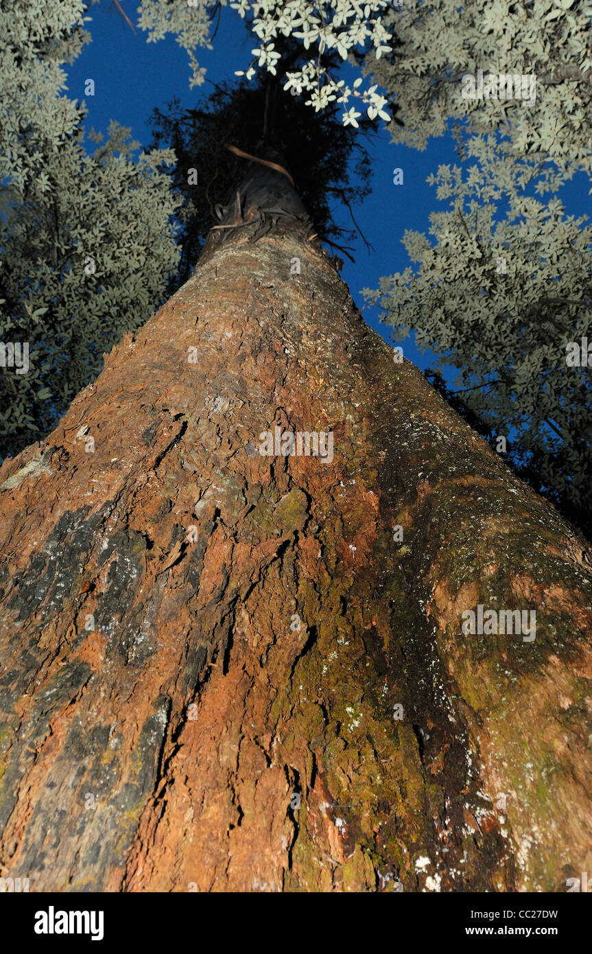 Giant swamp gum eucalyptus regnans hi-res stock photography and images ...