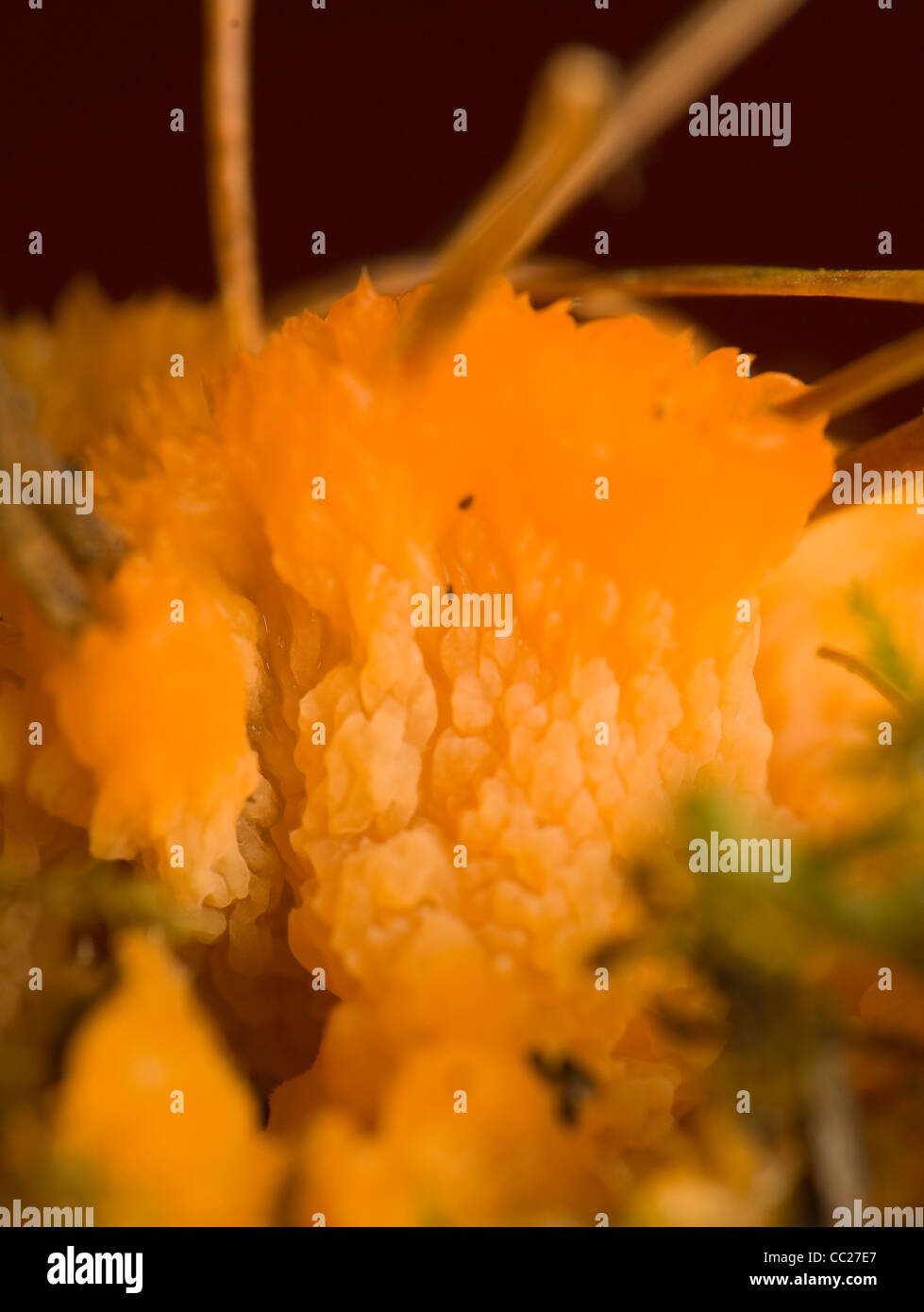 Myxomycota hi-res stock photography and images - Alamy