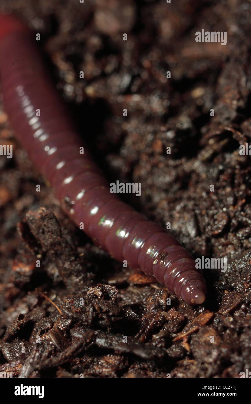 Decomposers Worms