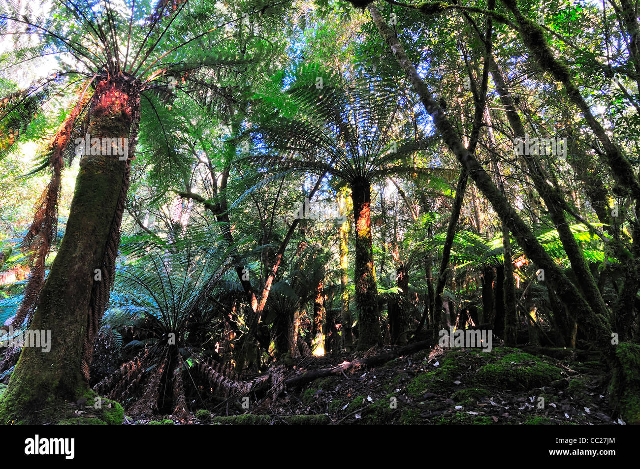Ancient rainforests hi-res stock photography and images - Alamy