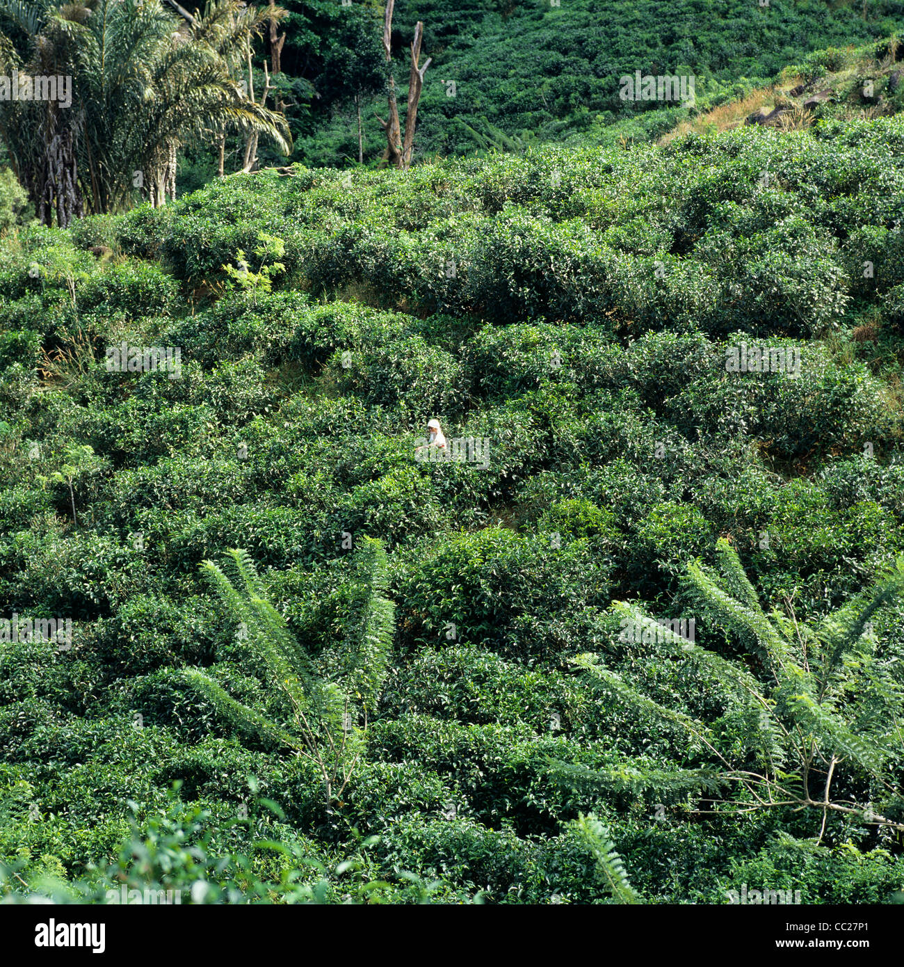 Creole workers hi-res stock photography and images - Alamy