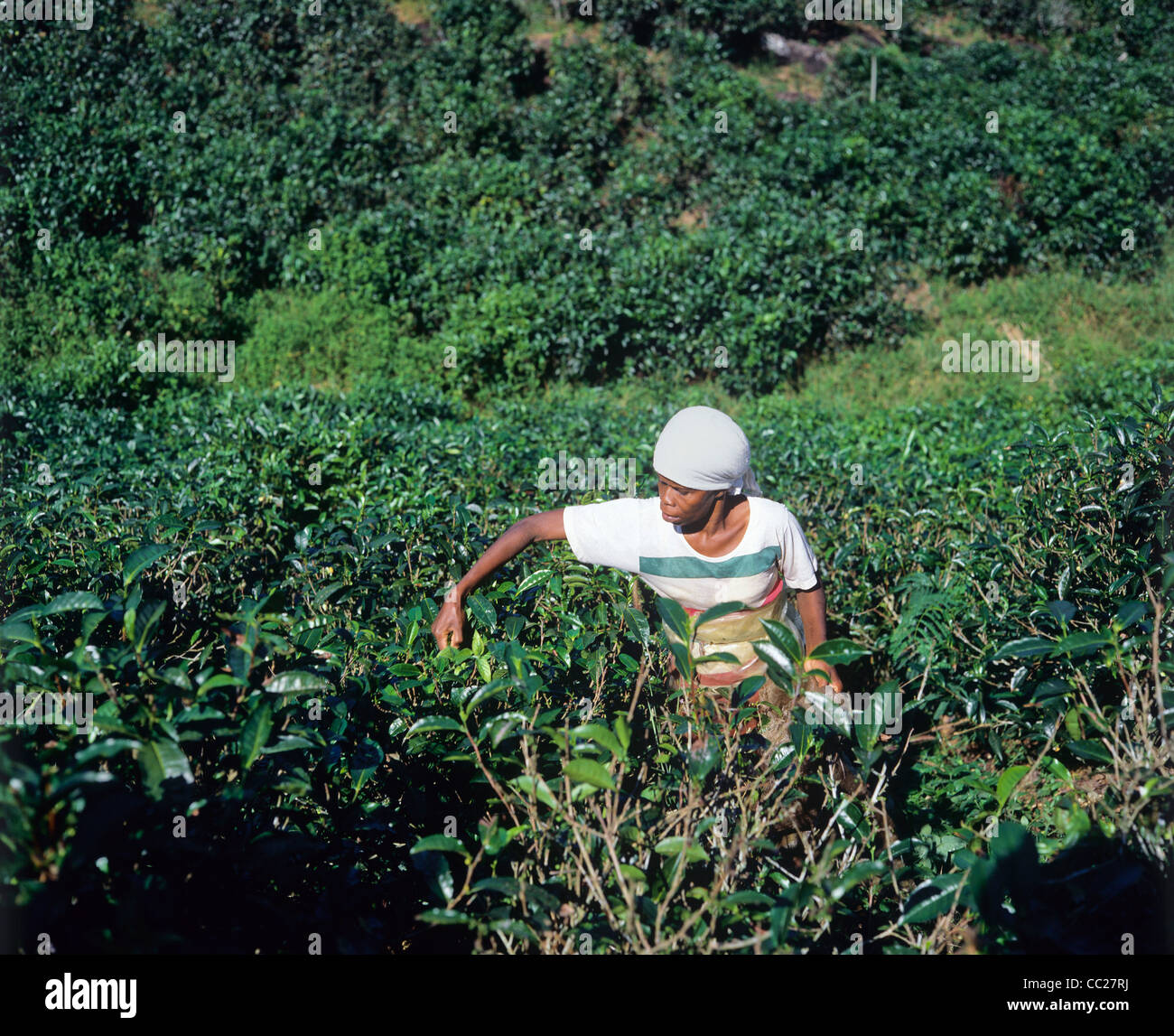 Woman picking crops hi-res stock photography and images - Alamy
