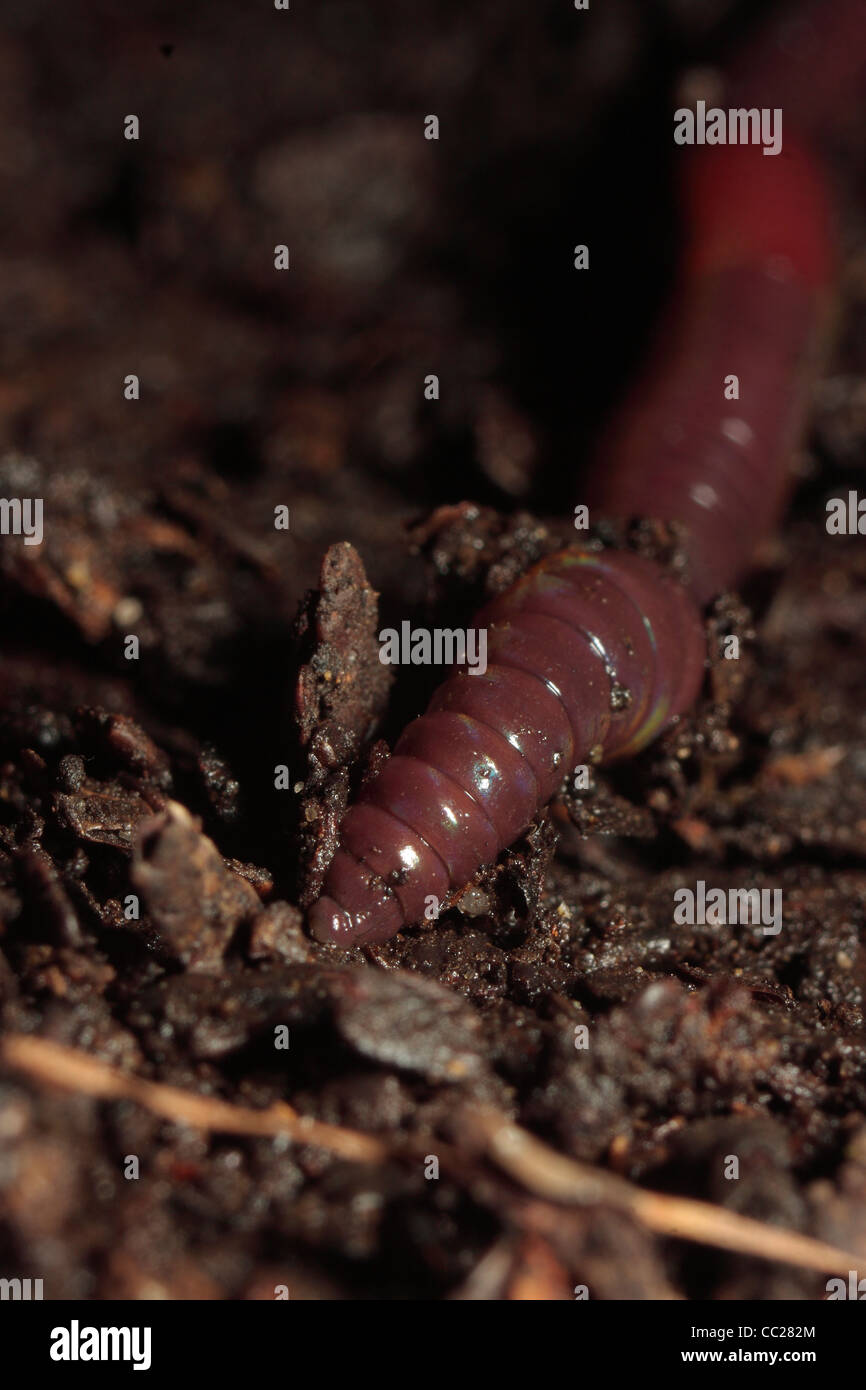 Decompose earthworm hi-res stock photography and images - Alamy