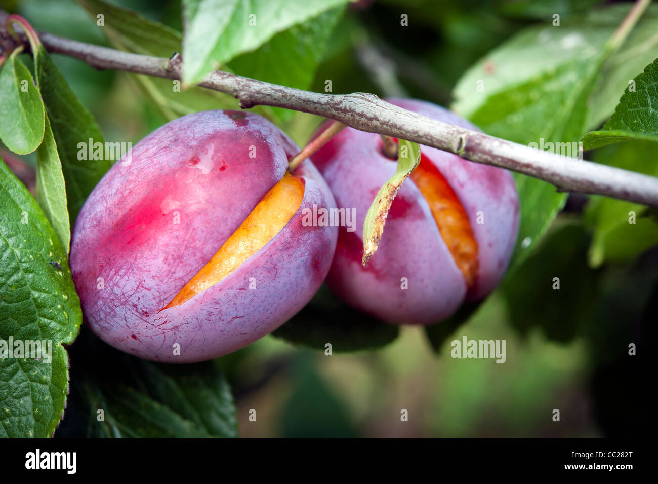 wo plums on a tree that have split due to excess rain and moisture ...