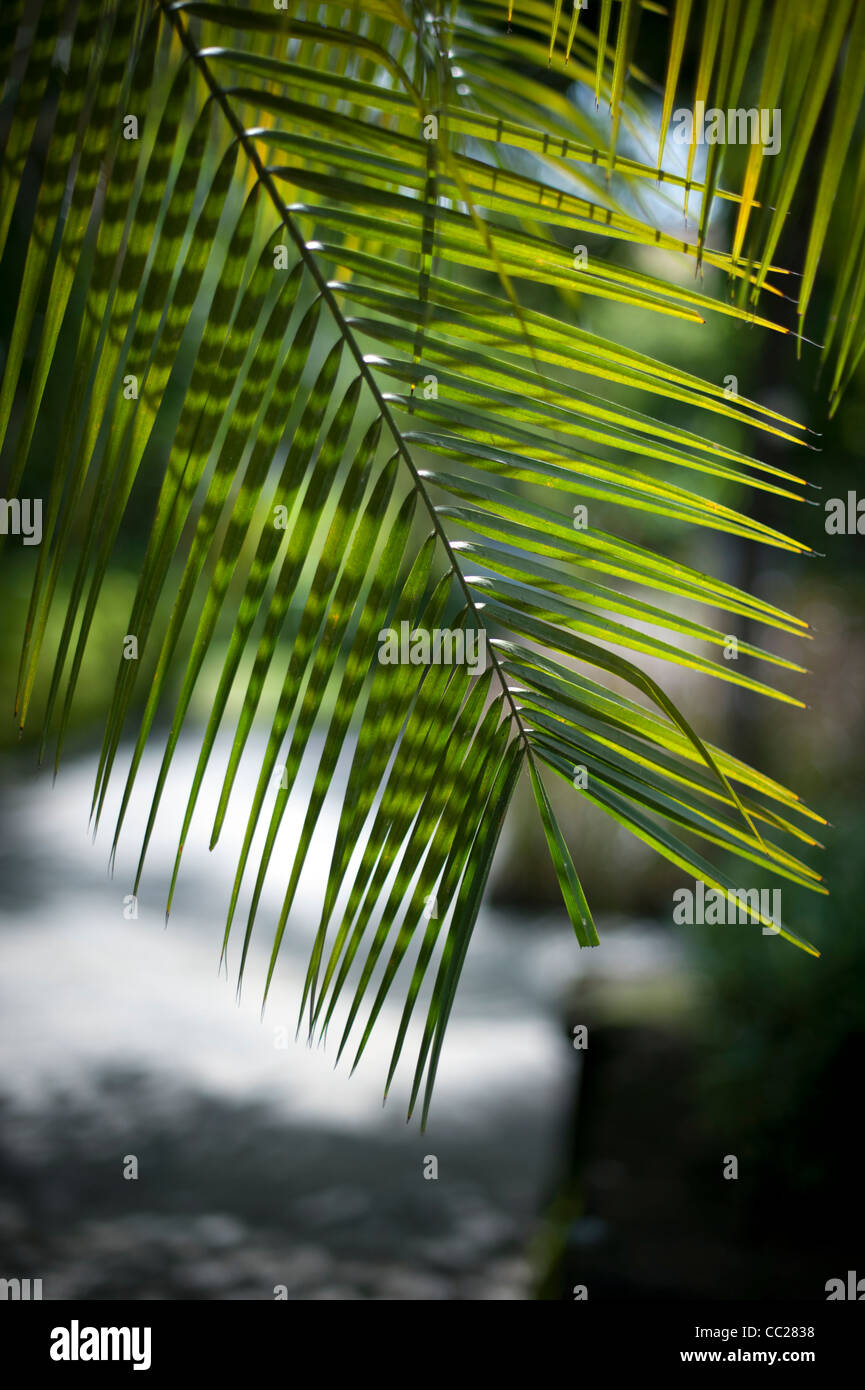 Bali palm tree hi-res stock photography and images - Alamy