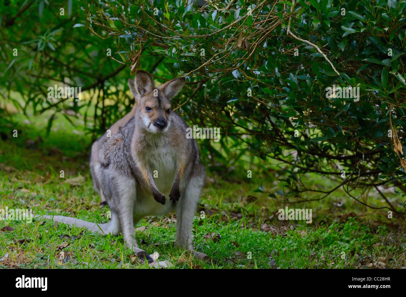 Tree wallaby hi-res stock photography and images - Alamy
