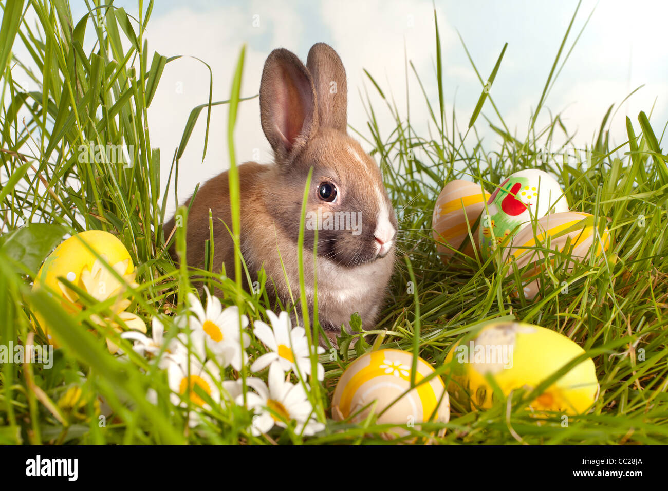 Colorful easter eggs in grass with a baby rabbit Stock Photo - Alamy