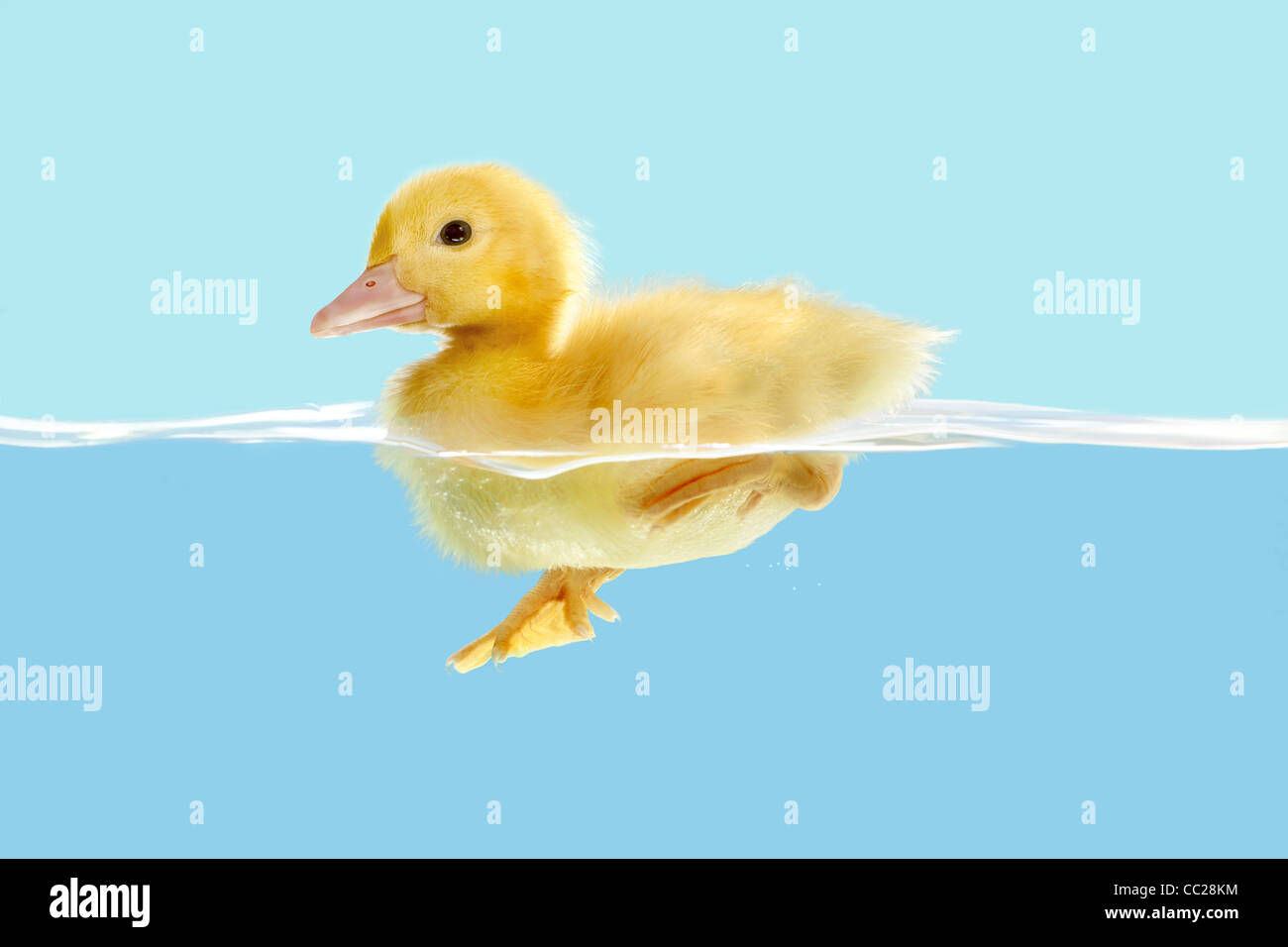 Yellow Duckling Swimming High Resolution Stock Photography and Images ...