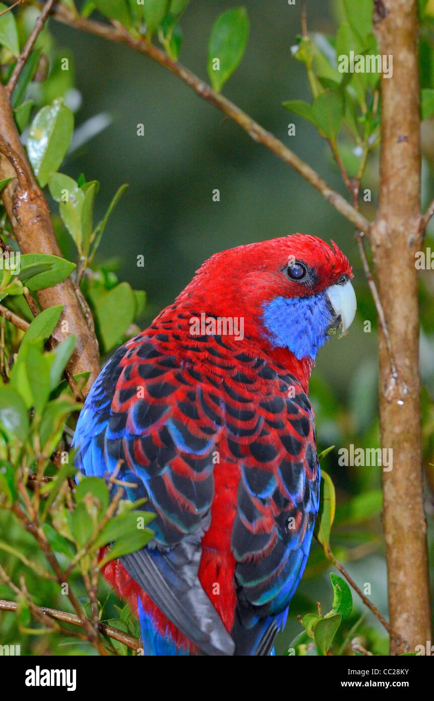 Crimson Rosella - Platycercus elegans Stock Photo - Alamy