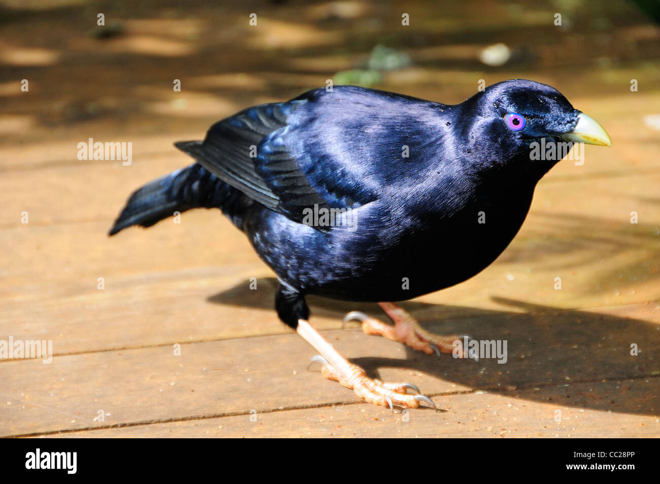 Satin Bowerbird - Ptilonorhynchus violaceus Stock Photo - Alamy
