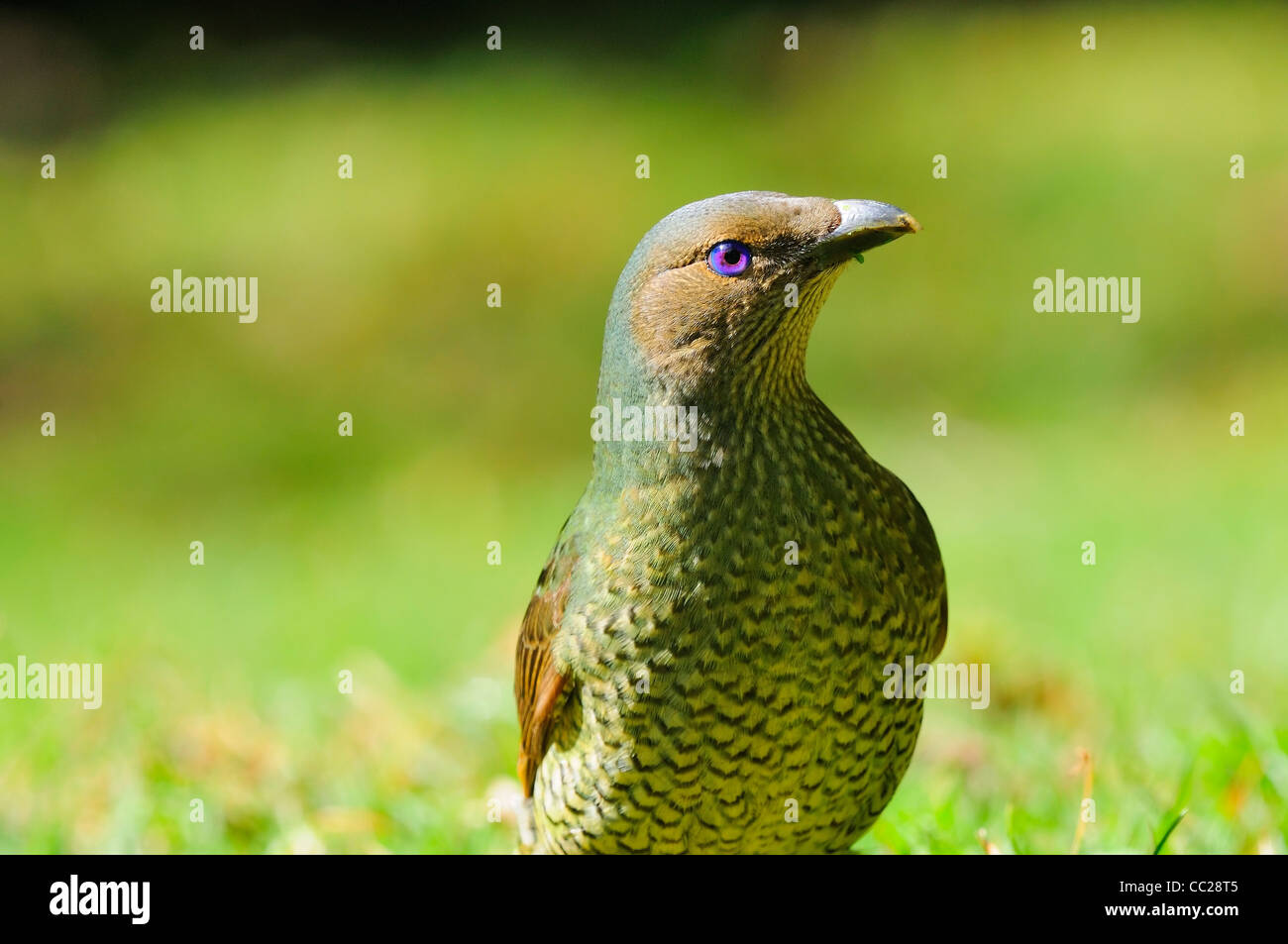 Satin Bowerbird - Ptilonorhynchus violaceus Stock Photo - Alamy
