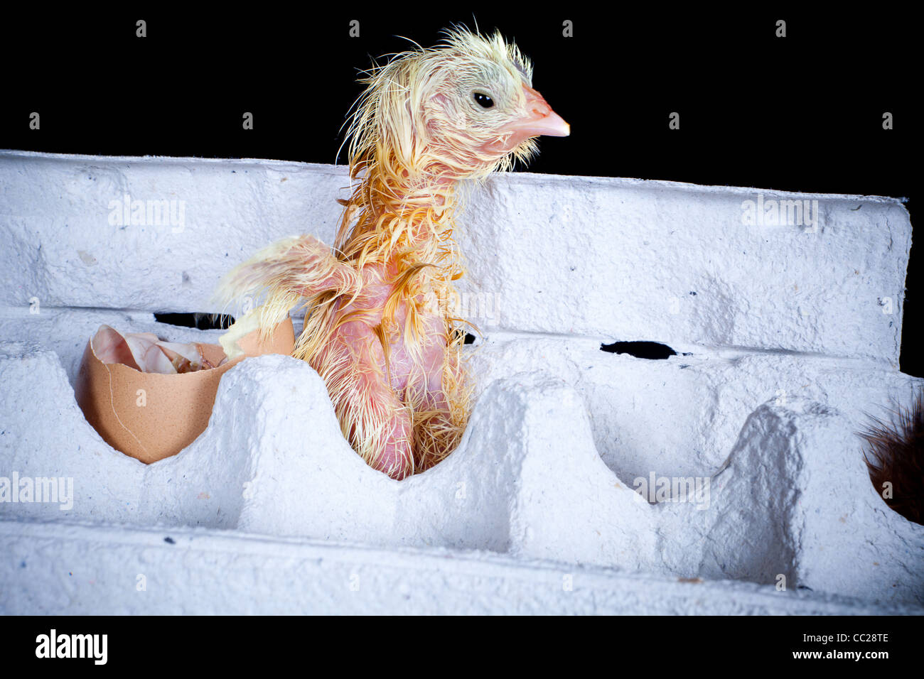 Little newly hatched chick in an egg box Stock Photo - Alamy