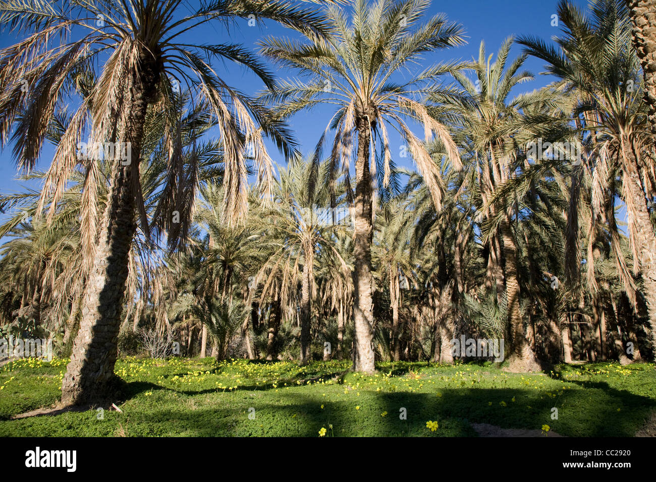 Date palms, Tunisia Stock Photo - Alamy