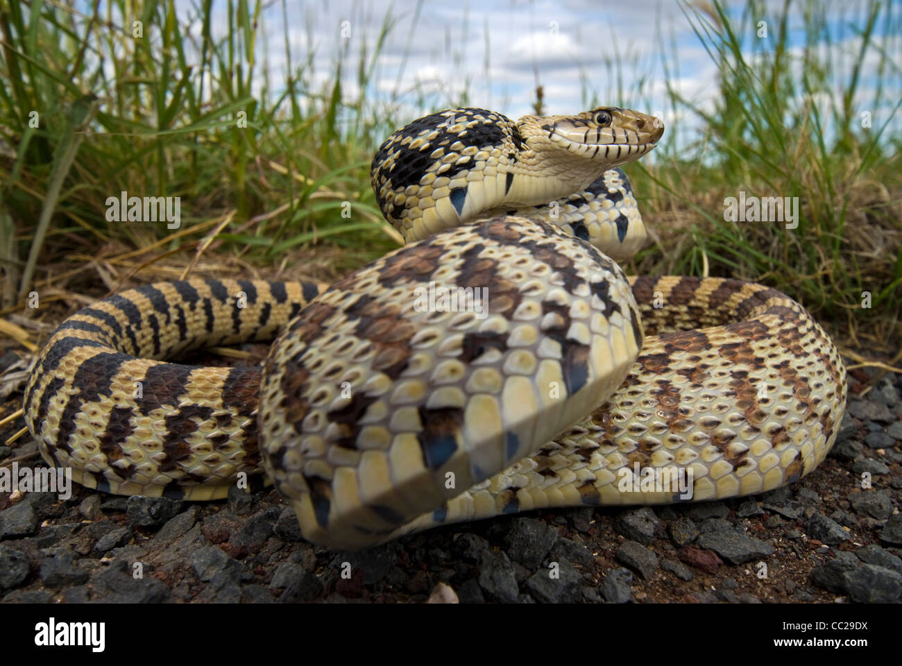 Bullsnake hi-res stock photography and images - Alamy