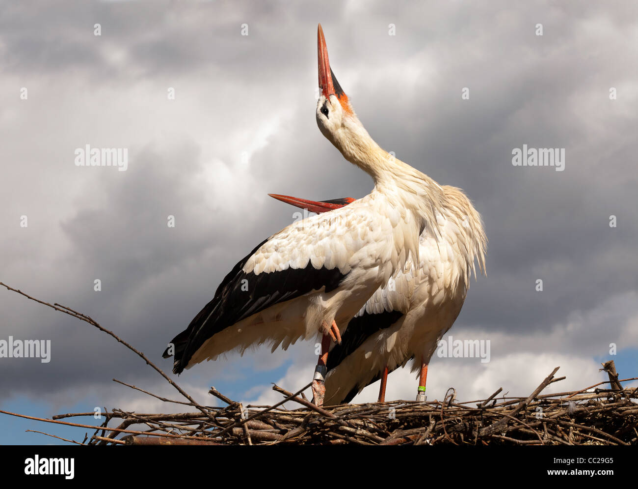 Stork clattering with its bill on its nest Stock Photo - Alamy