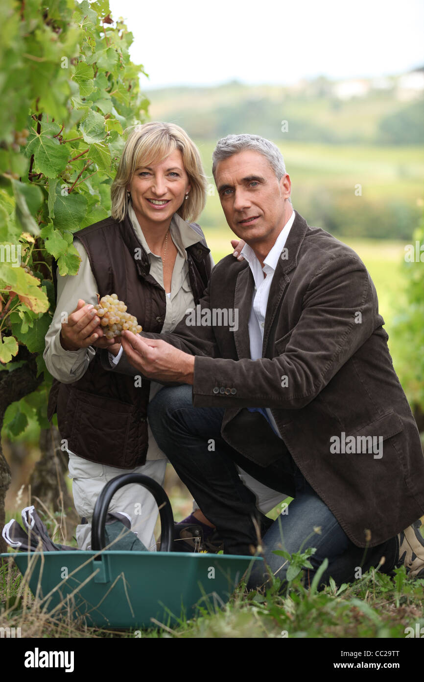 Wel dressed couple picking grapes in a vineyard Stock Photo - Alamy