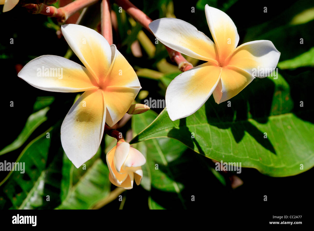 Closeup of plumeria flowers, Molokai, Hawaii, USA. Also known as ...