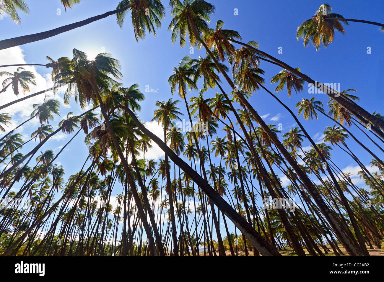 Planted king coconut tree hi-res stock photography and images - Alamy