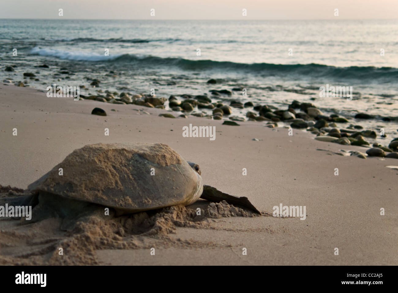 Loggerhead sea turtle laying eggs hi-res stock photography and images ...