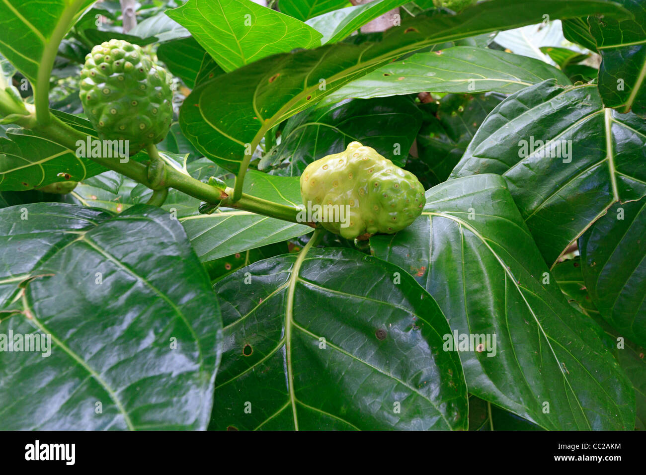 Noni fruit hi-res stock photography and images - Alamy