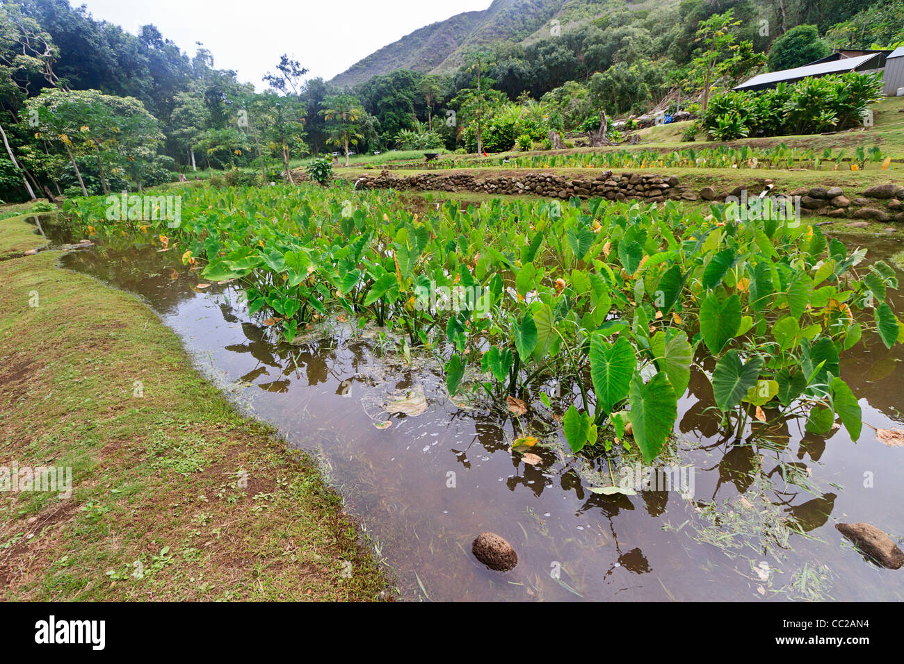 Taro field in Halawa Valley, Molokai, Hawaii, USA Stock Photo - Alamy