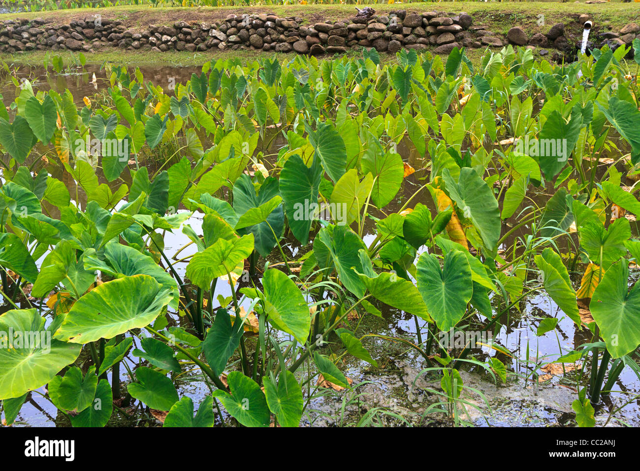 Halawa hi-res stock photography and images - Alamy
