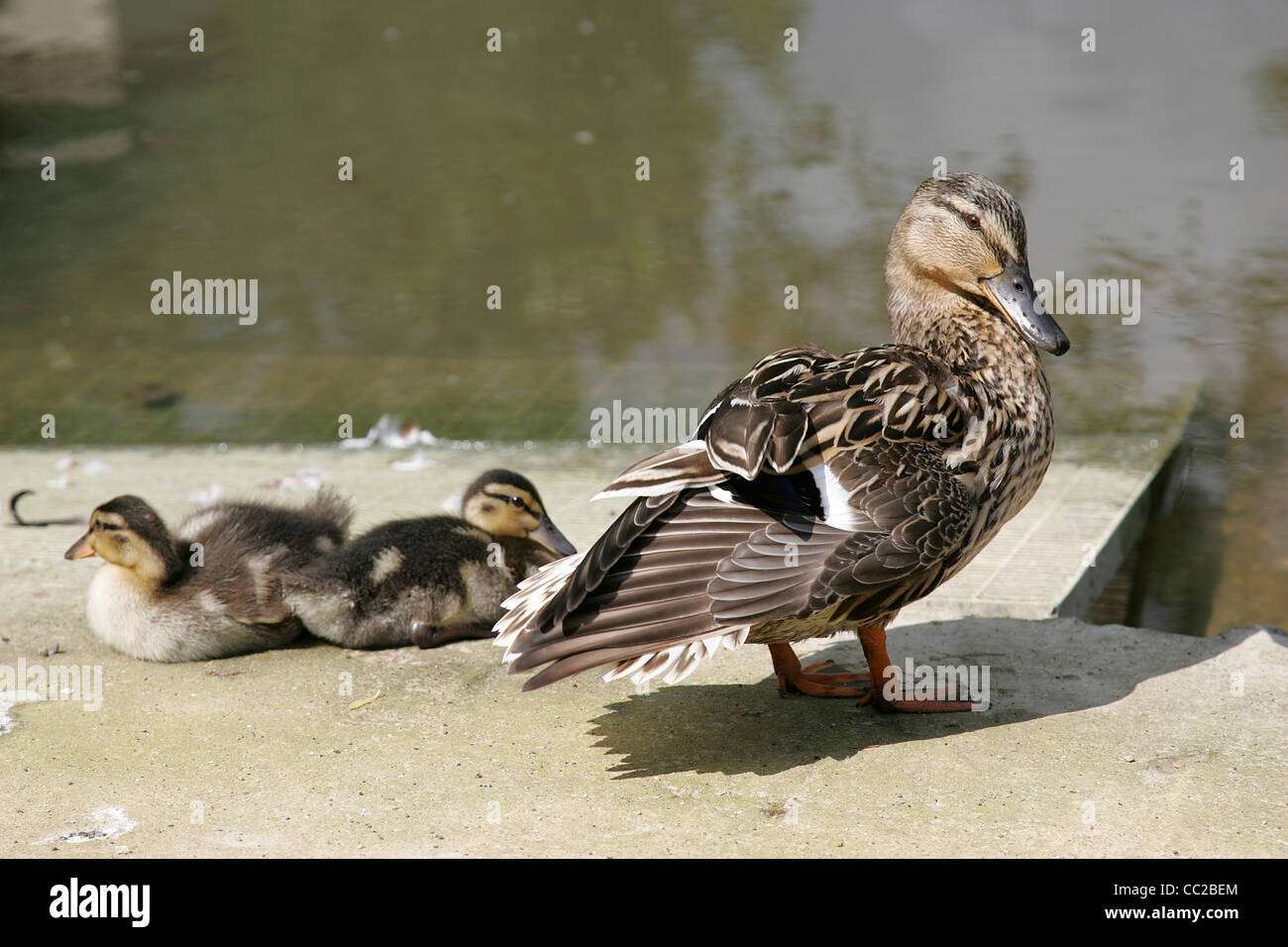 Ducks On A River Bank Stock Photo - Alamy