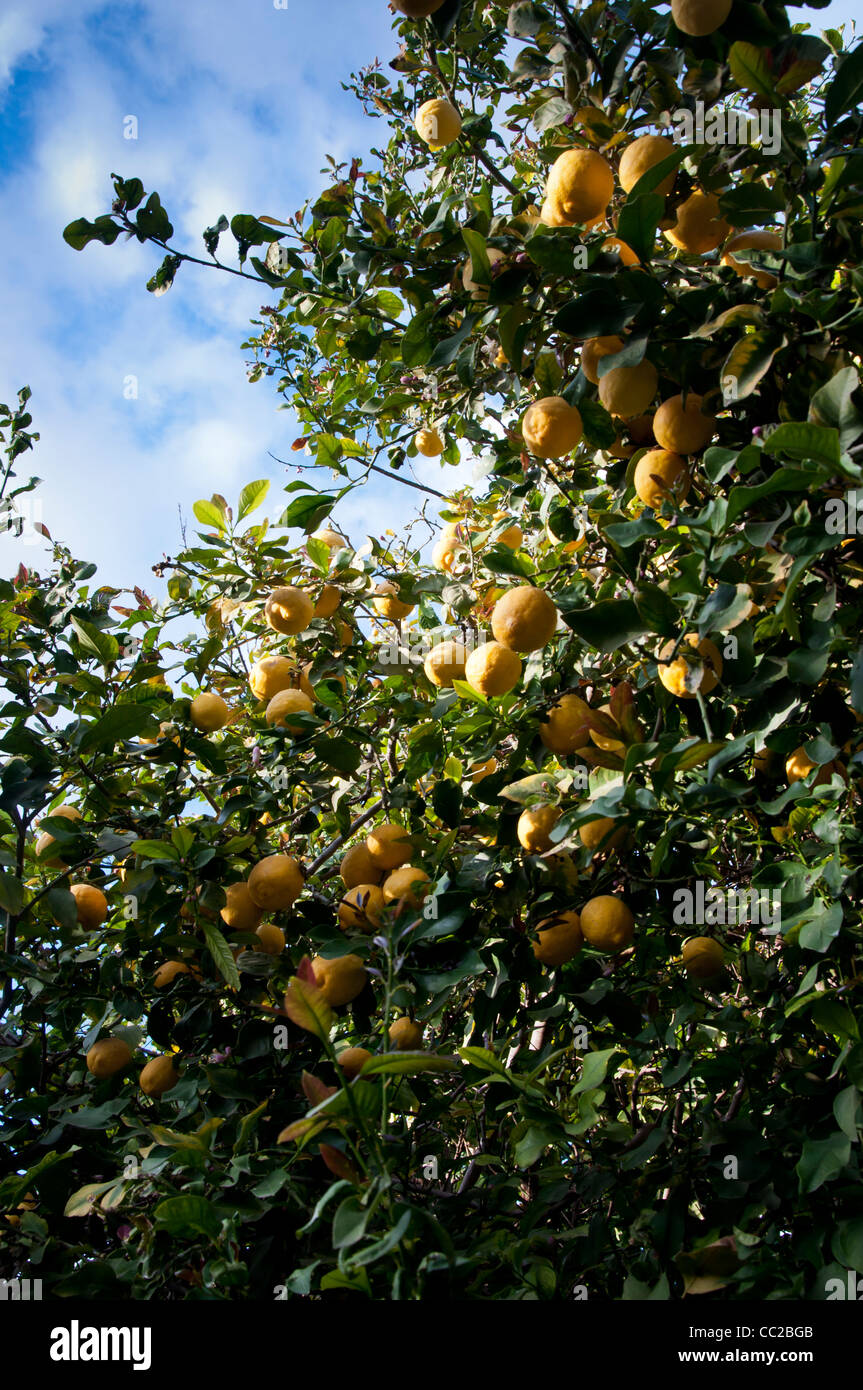 Lemon plantation hi-res stock photography and images - Alamy