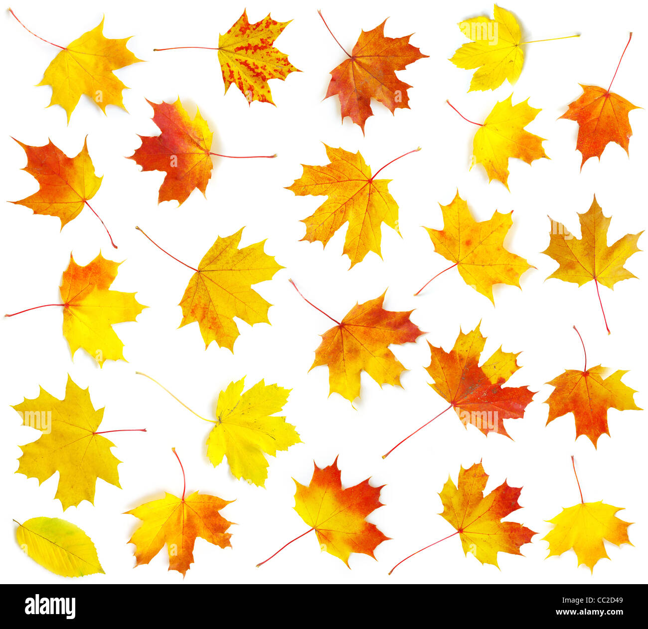 autumn maples leaf isolated on white background Stock Photo - Alamy