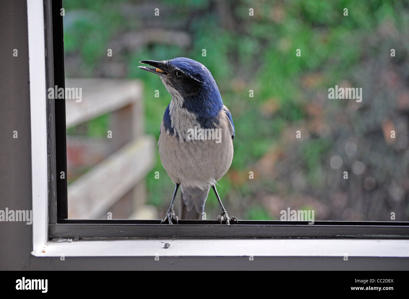 Scrub jay, Aphelocoma coerulescens, at backyard window for peanuts, San ...
